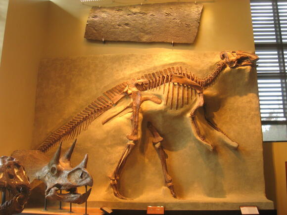 Could Dinosaurs Blush or Change Skin Color? - NewsBreak