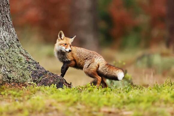The Red Fox Population in New York Is Growing—And Scientists Aren’t ...