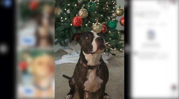 Lost dog reunites with family after 4 years thanks to social media ...