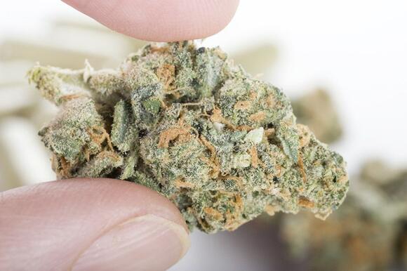 Bicameral New York Bill Would Replace Cannabis Labor Peace Requirements ...