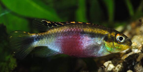 Top 10 Cutest Fish in the World - NewsBreak