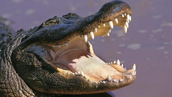 Discovering Georgia’s Fascinating Alligator Population - NewsBreak