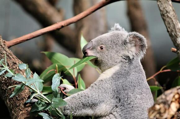 12 Surprising Facts About Wild Koalas You Didn’t Know - NewsBreak