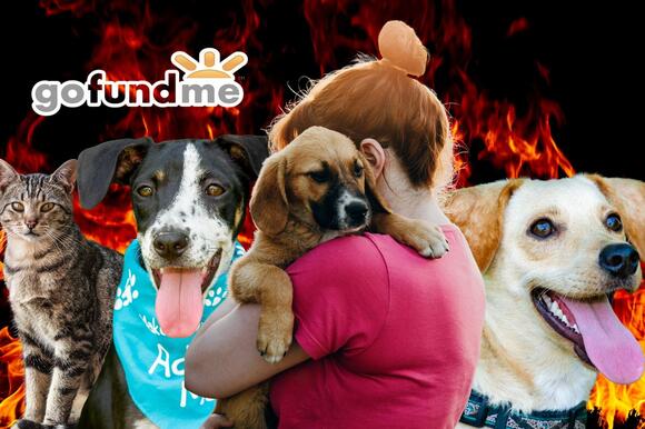 Dogs Missing & Funds Needed After Fire At NJ Animal Rescue - NewsBreak