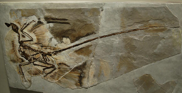 The Price of Fame: How Dinosaur Discoveries Get Twisted for Headlines ...