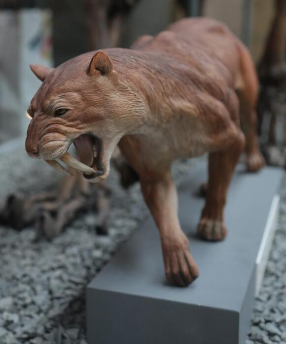Why Paleontologists Are Rethinking the “Tiger” in Saber-Toothed Tiger ...