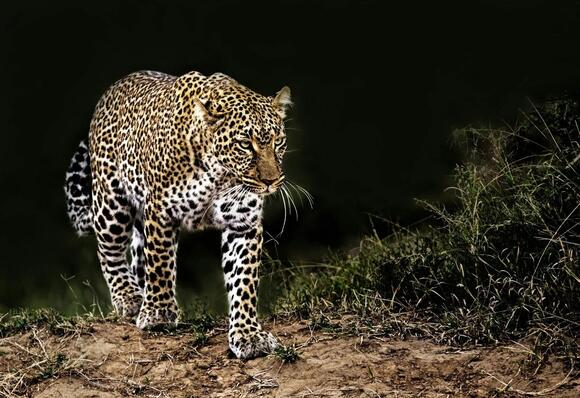 6 Big Cat Subspecies You Didn’t Know Existed - NewsBreak