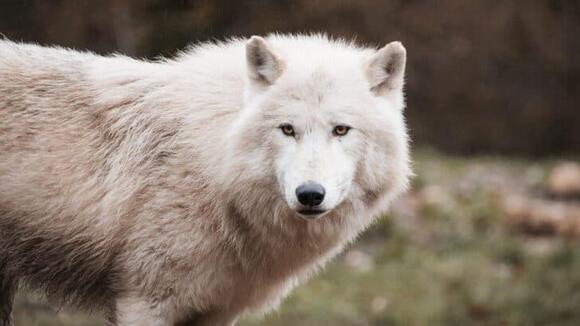 12 Zodiac Spirit Animals and Their Meanings - NewsBreak