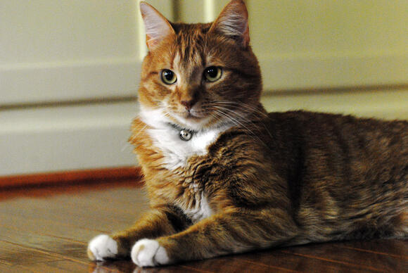 10 Spiritual Messages Cats Deliver Without Words - NewsBreak