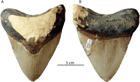 The Largest Megalodon Tooth Ever Found Just Shocked Scientists - NewsBreak