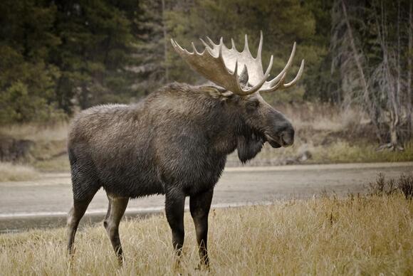15 Wild Animals You Can Spot in U.S. National Parks - NewsBreak