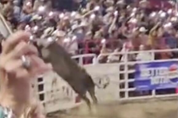 Bull that jumped the fence at Oregon rodeo forced to retire from ...