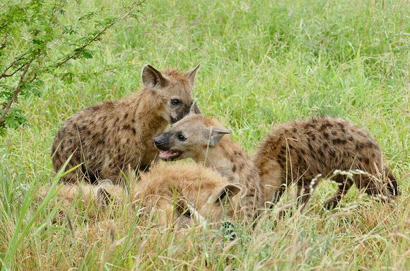 The Truth About Hyena Intelligence and Social Power - NewsBreak