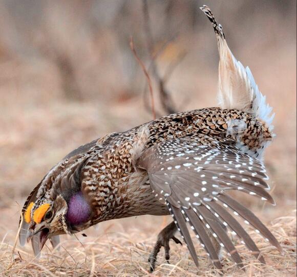Sharp-tailed grouse viewing blind reservations open soon - NewsBreak