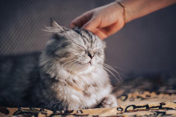 Can Love Be Measured in Purrs? The Science of Emotional Synchrony ...