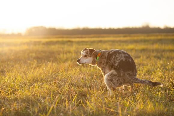 Dogs’ Mysterious Magnetic Sense: A Pooping Phenomenon - NewsBreak