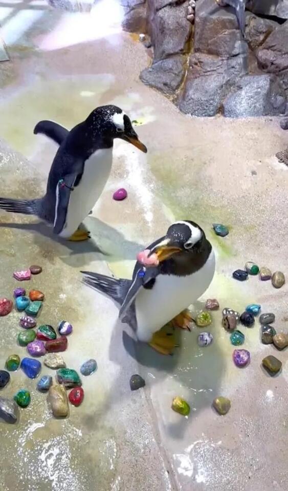 Penguins caught on camera giving sweet gifts to their mates with ‘lucky ...