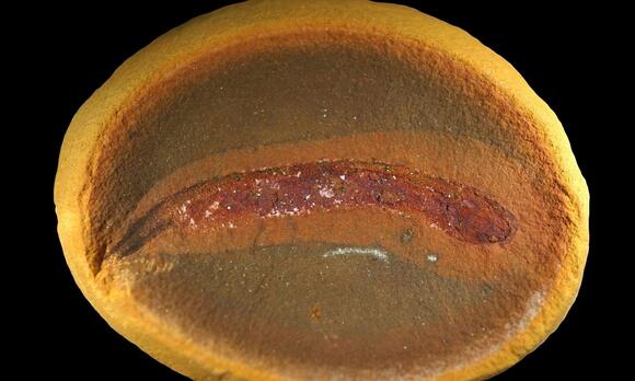 Fossilized babies of ancient predators show how life on Earth was like ...