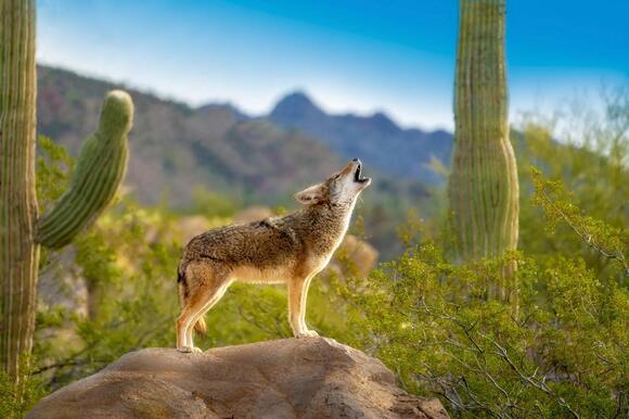 Explore Pennsylvania’s Coyote Population - NewsBreak