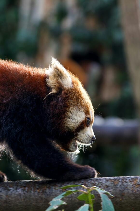 13 Ways Red Pandas Adapted to Life in the Trees - NewsBreak