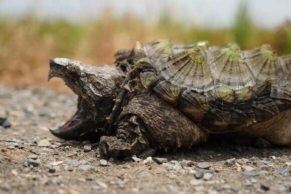 The End Of An Era For Sage Grouse Protection Efforts - NewsBreak