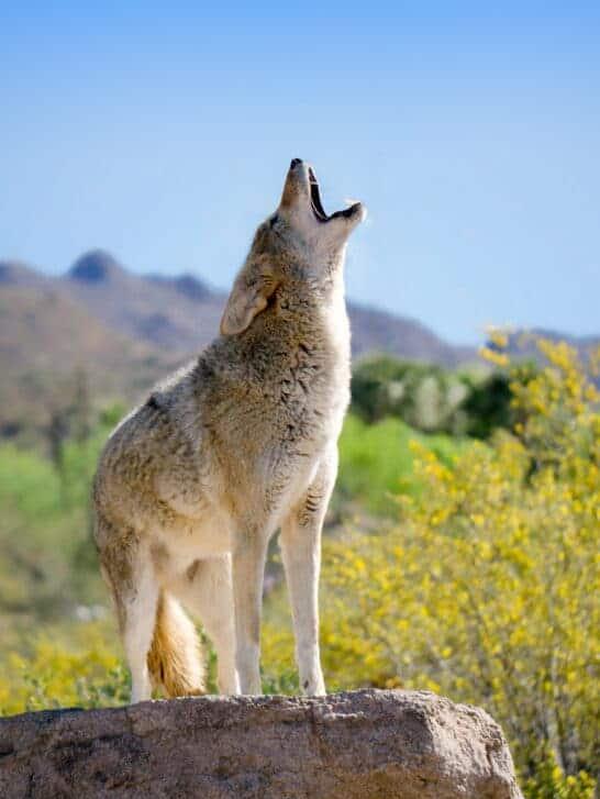 Explore Pennsylvania’s Coyote Population - NewsBreak