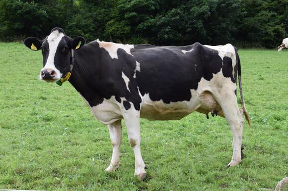 Why Do Some Animals Have Odd Numbers of Toes? - NewsBreak