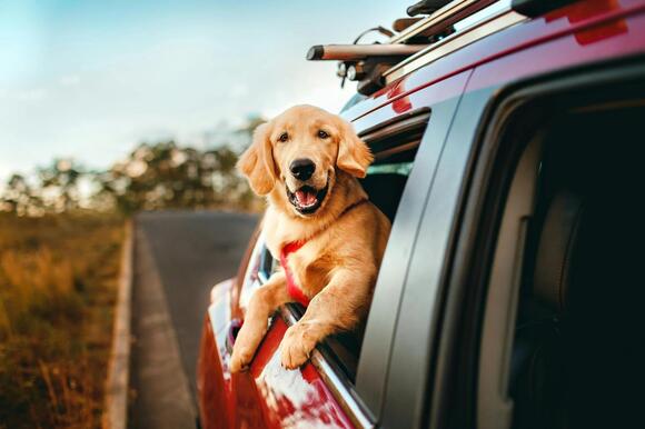 Are There Any Dog-Friendly Cruise Lines? Everything To Know Before ...