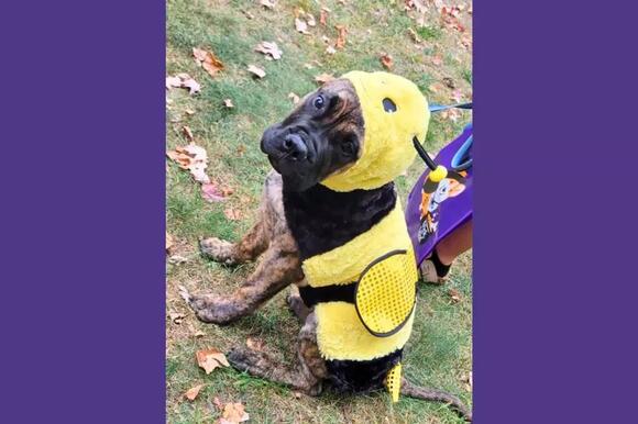 Battle Creek Unites To Find Missing Havanese Named Reiko - NewsBreak