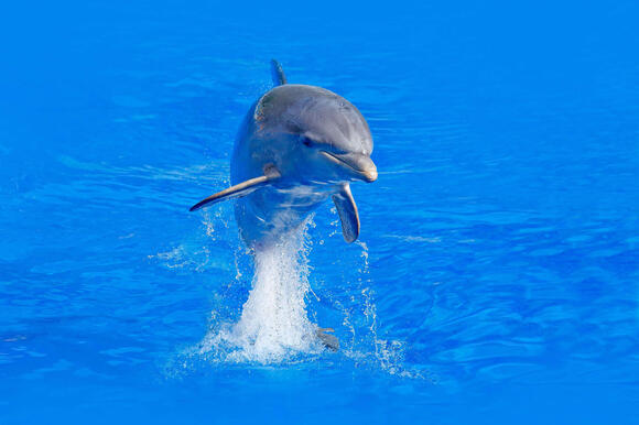 The Ganges River Dolphin Fight Against Pollution and Habitat Loss ...