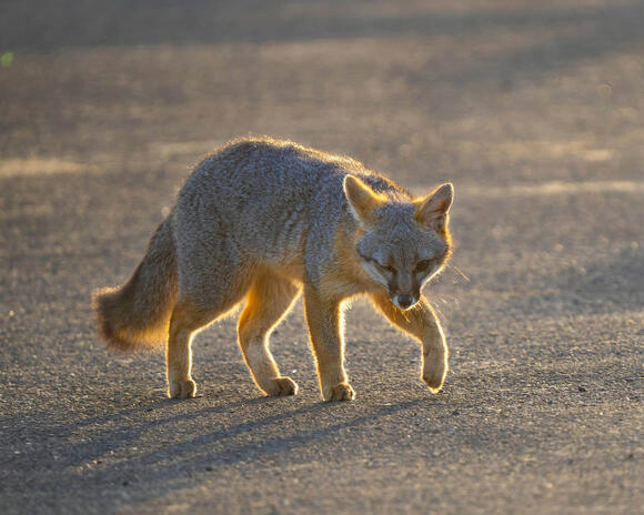 Gray Foxes Can Climb Trees Like Cats - NewsBreak