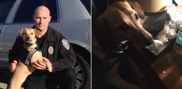 Sandwich Police Department Mourns Beloved K9 Koda After Years of ...