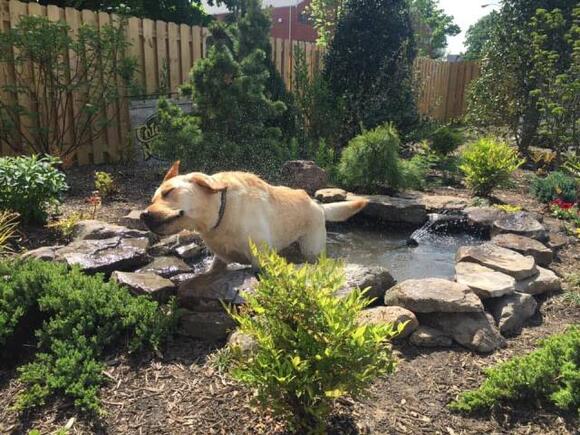 Walter the Weather Dog cancer update: 'We’re enjoying the time we have ...