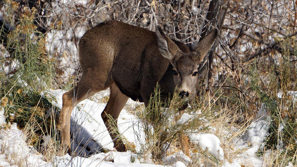 15 states where mule deer range is shifting faster than hunters expect ...