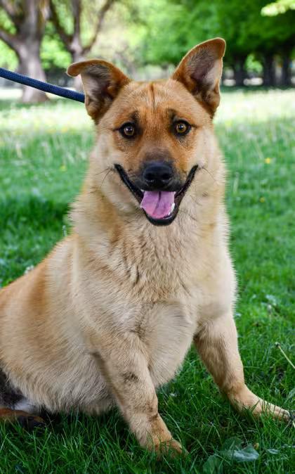 🐶 Playful, Gentle & Loyal Dogs Ready for Adoption in Yakima - NewsBreak