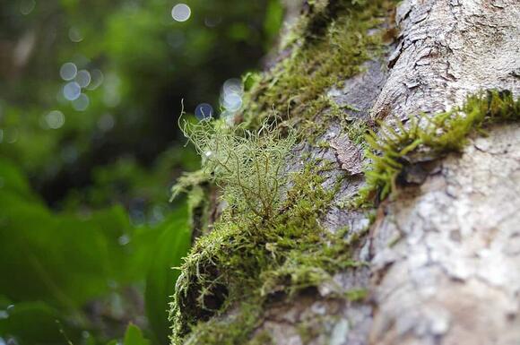 13 Creatures That Can Survive in Outer Space - NewsBreak