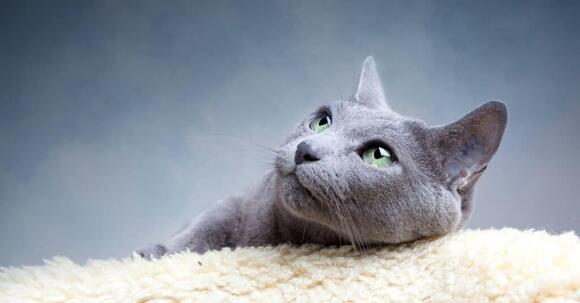 Korat vs Russian Blue Cat: Key Differences Explained