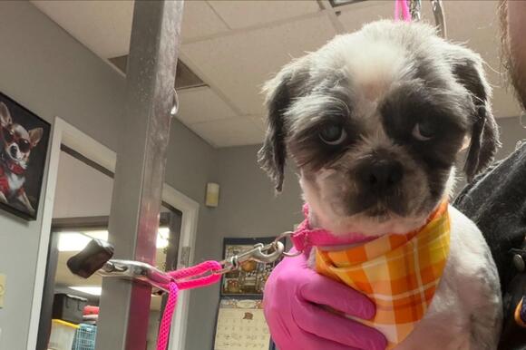 Why NJ Dog Barbers Is A Haven For Neglected Animals - NewsBreak