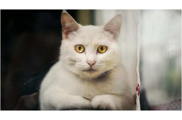 10 Extraordinary Animals Known for Their Healing Powers - NewsBreak