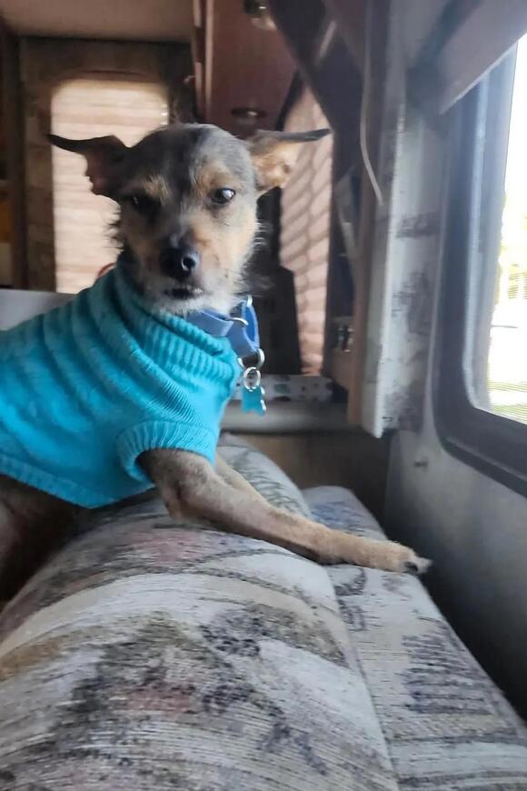 Sleeping Mom and Daughter Saved by Rescue Dog Just ‘30 Seconds’ Before ...