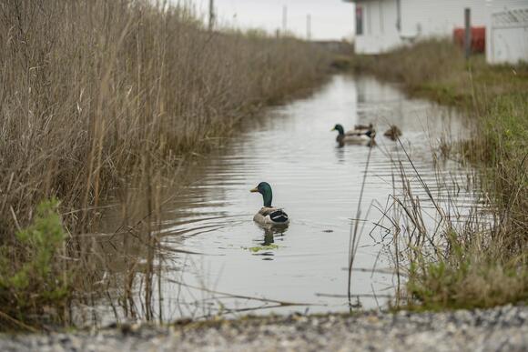 ODFW: Steer Clear Of Dead Wild Birds - NewsBreak