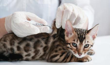 What Is the FVRCP Vaccine, and Why Does Your Cat Need It? - NewsBreak