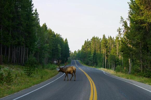 Important Message to Drivers: Look Out for Deer in Montana - NewsBreak
