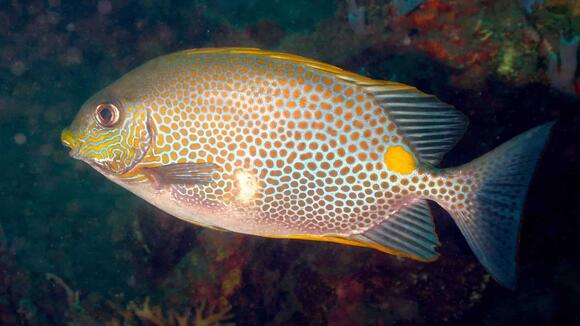 How Marine Life Survives Deep-Sea Pressure - NewsBreak