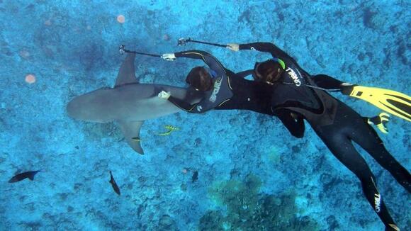 Shark Teeth 101: Why They Constantly Lose and Regrow Them - NewsBreak