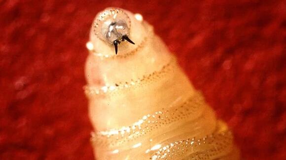 New Yorkers Urged To Know Signs Of Rare Parasite - NewsBreak