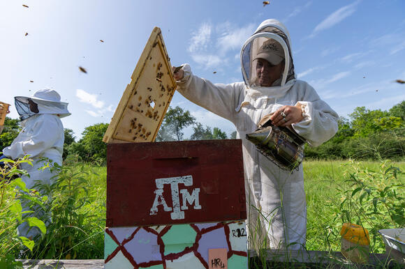 Saving the Queen: Scientists Study Bee Reproduction to Strengthen ...