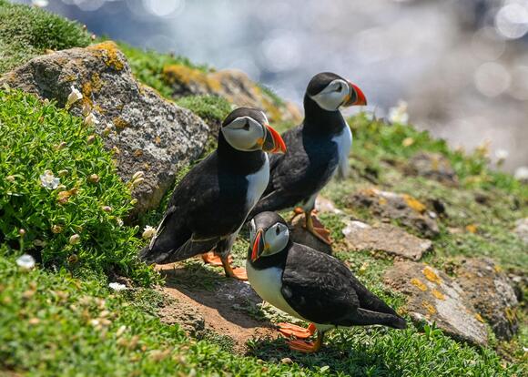 This Woman's Search For A Long Lost Puffin Sweater Went Viral, And Yep ...