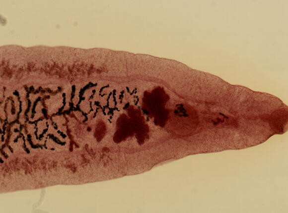 Worms Have Brains — And They Might Be Smarter Than You Think - NewsBreak