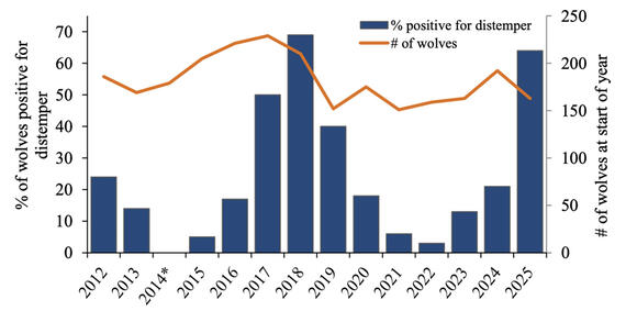 Disease outbreak cuts Wyoming, Yellowstone wolf numbers to lowest level ...